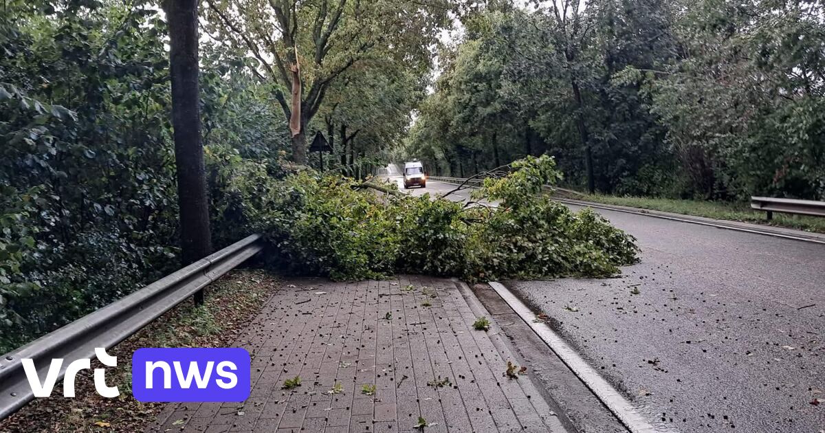 Storm Amy raast langs België, brandweer moet vooral uitrukken voor ...