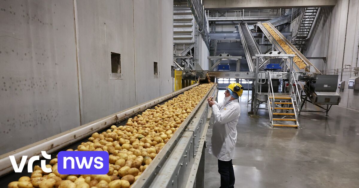"90 procent van werknemers opnieuw aan de slag" bij Clarebout Potatoes ...