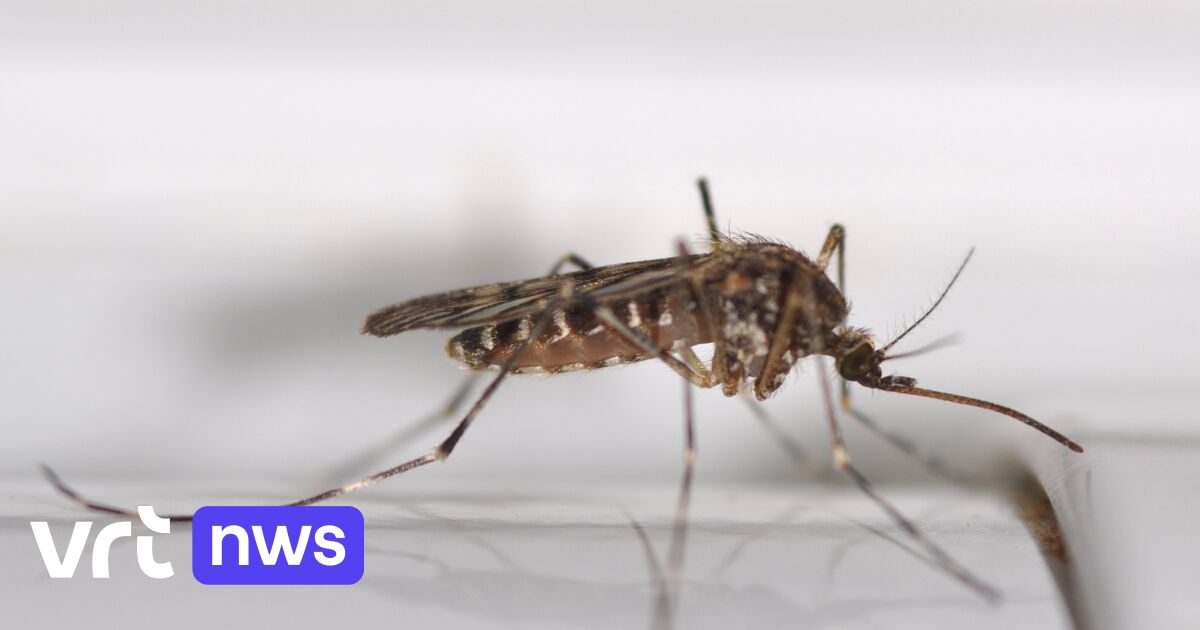 "Laatste fort is gevallen": voor het eerst muggen gevonden in IJsland ...