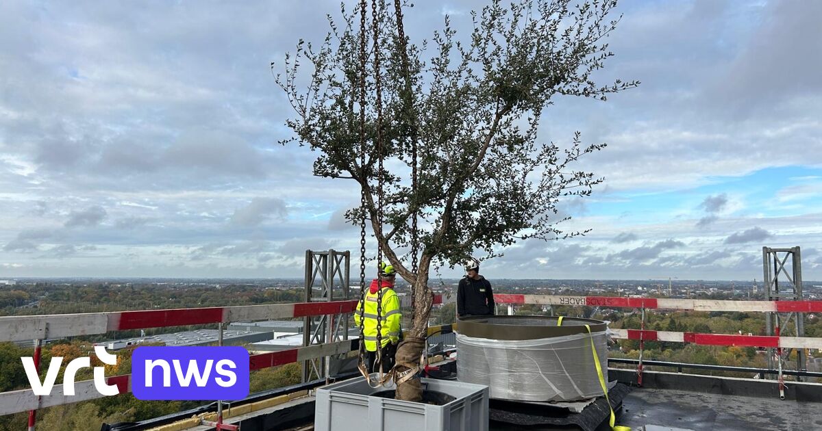 Meiboom geplaatst op studententoren 'The Sky' in Kortrijk, boom krijgt ...