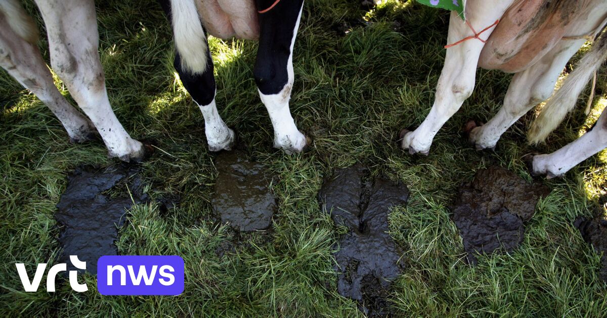 "Stront is geld zei de boer en hij scheet in zijn portefeuille": waarom ...