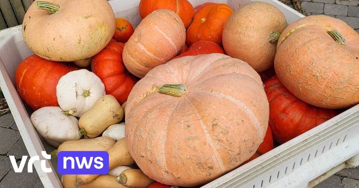 Pompoenen zijn populairder dan ooit, zeggen Limburgse telers: "Dat komt ...