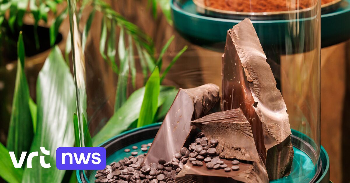 De bittere bijsmaak van Belgische chocolade: cacaoproductie grote bron ...