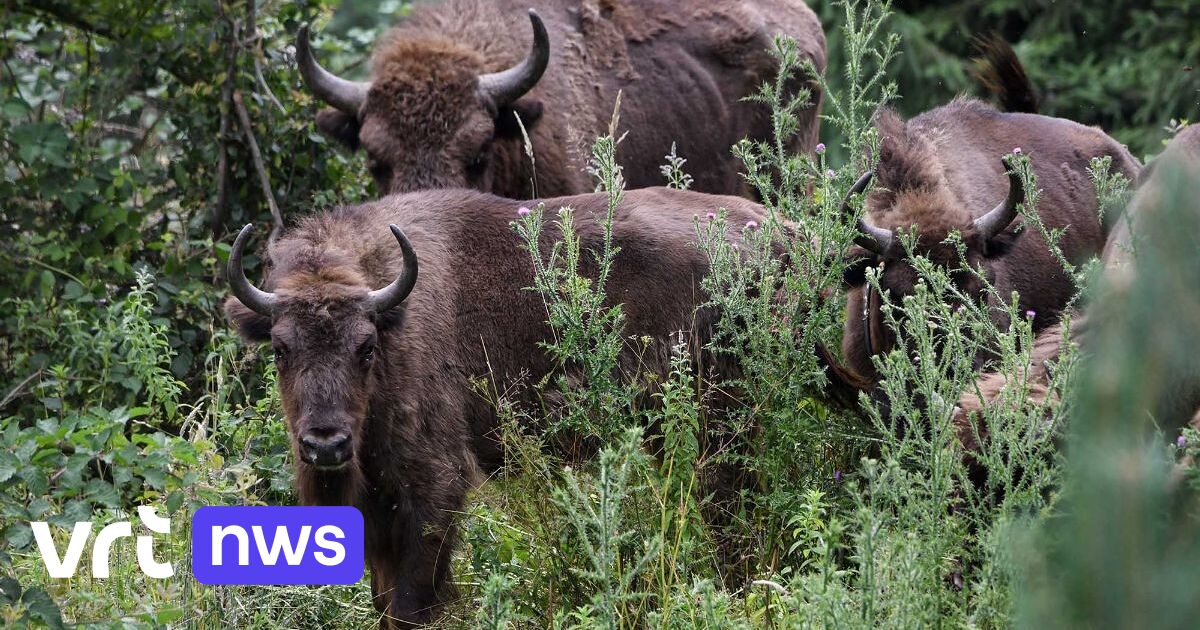 Le bison d'Europe fera son retour à l'état sauvage en Flandre dès 2027 ...