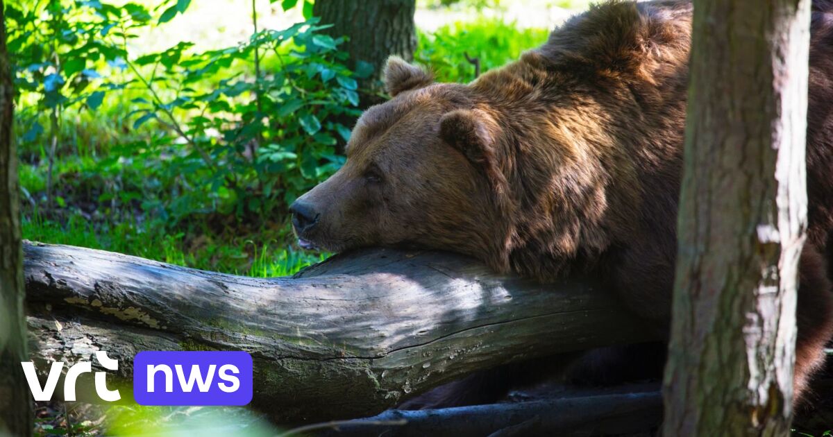 Bruine beer Arnold (26) gestorven in Pakawi Park: "Tot het einde een ...