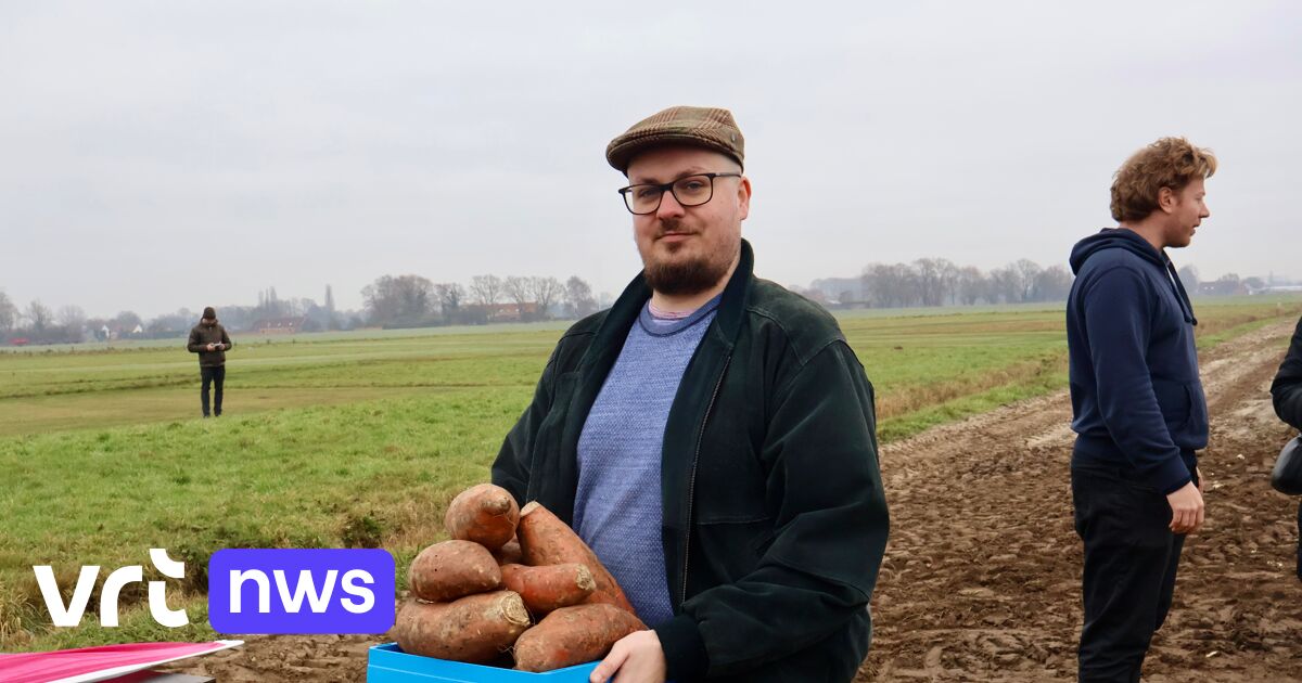 1.000 mensen redden 50 ton zoete aardappels in Lier: "Zogezegd te groot ...
