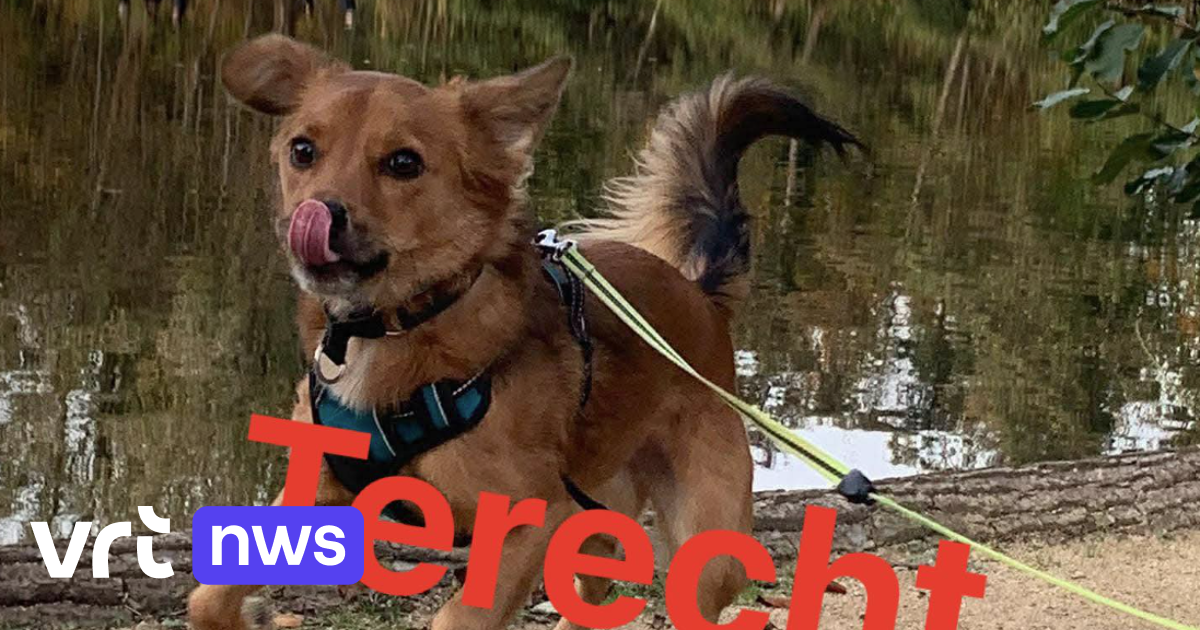 Vrijwilligers redden weggelopen honden tijdens nieuwjaarsnacht: "In ...