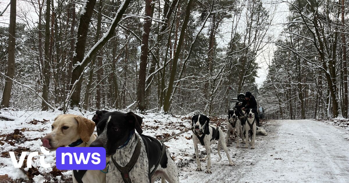 Wereldkampioen sledehondenrennen Stefan Goris kan eindelijk nog eens in ...