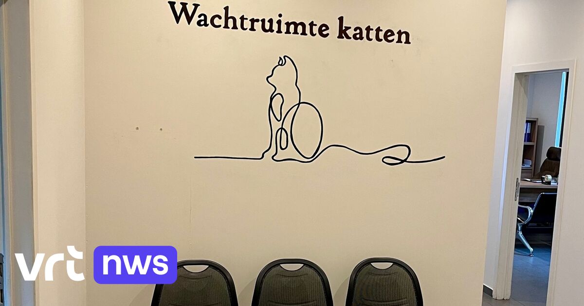 Uiterst zeldzaam katje met twee gezichten dood geboren in Lommel | VRT ...