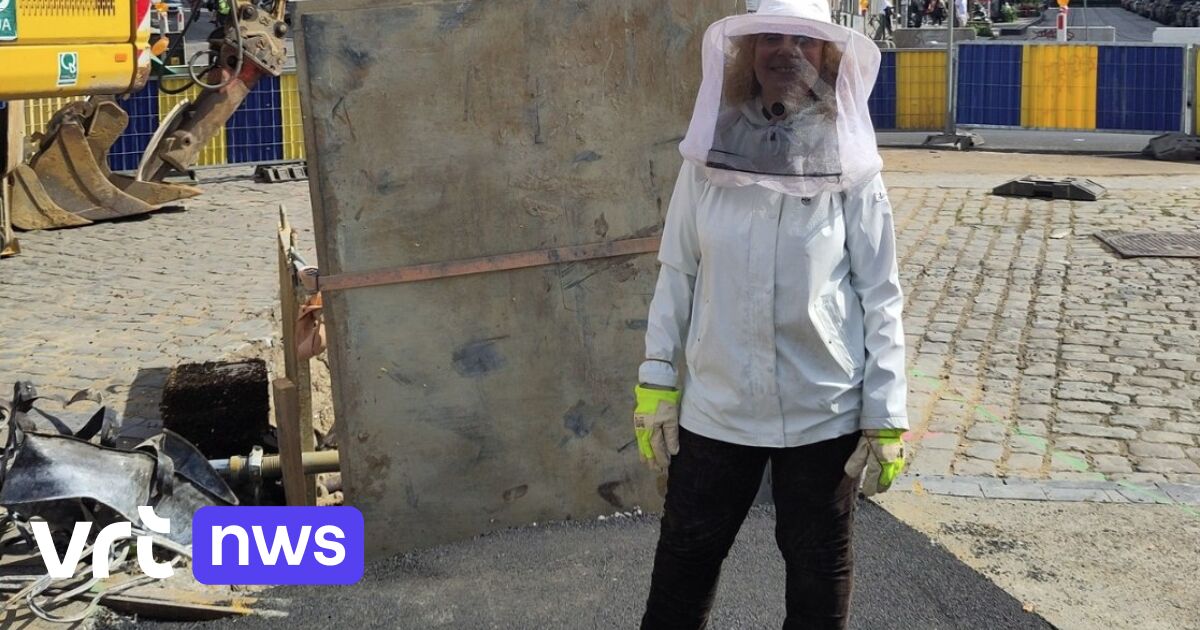 Imker plukt bijenzwerm van de Bareel in Sint-Gillis | VRT NWS Nieuws