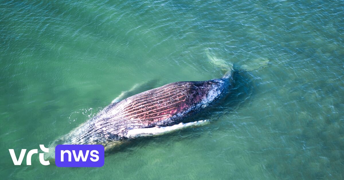 Dode walvis voor Deense kust blijkt wel degelijk bultrug Timmy | VRT ...