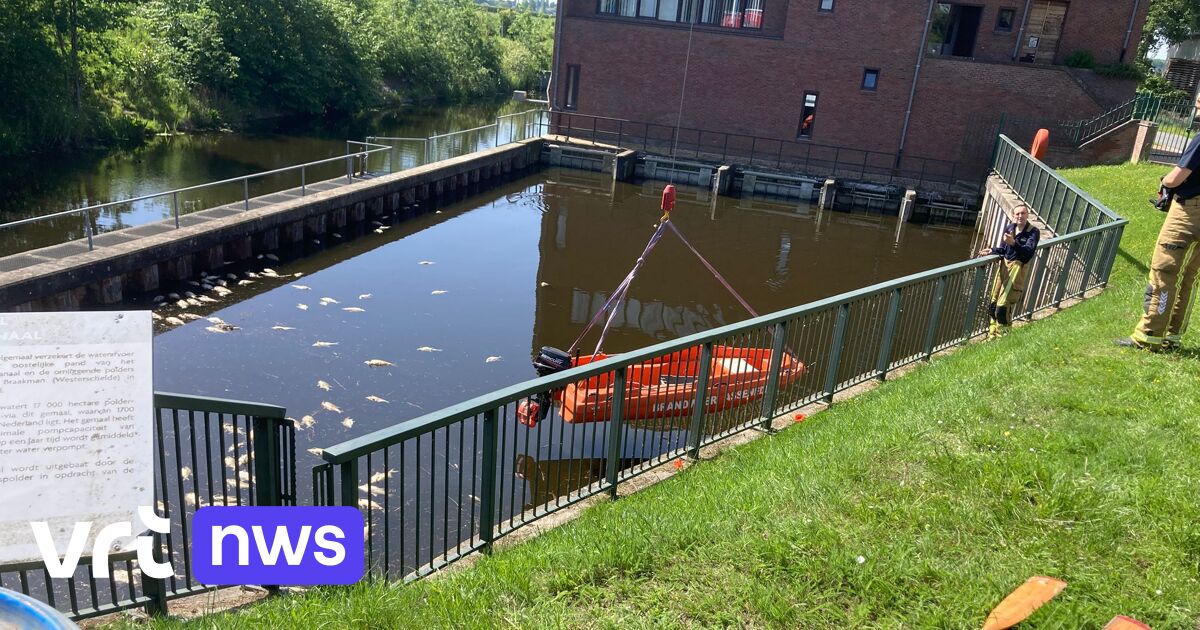 Bijna 200 dode vissen uit water gehaald aan pompgemaal in Boekhoute ...