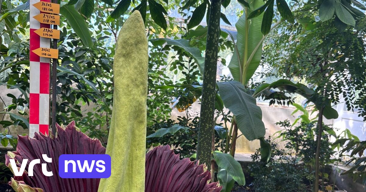Baby giant penis plant blooms at Meise Botanical Garden for first time ...