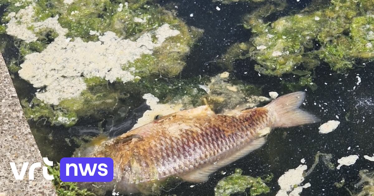 Honderdtal dode karpers in Anderlechts Vijverpark: "Stank is niet te ...