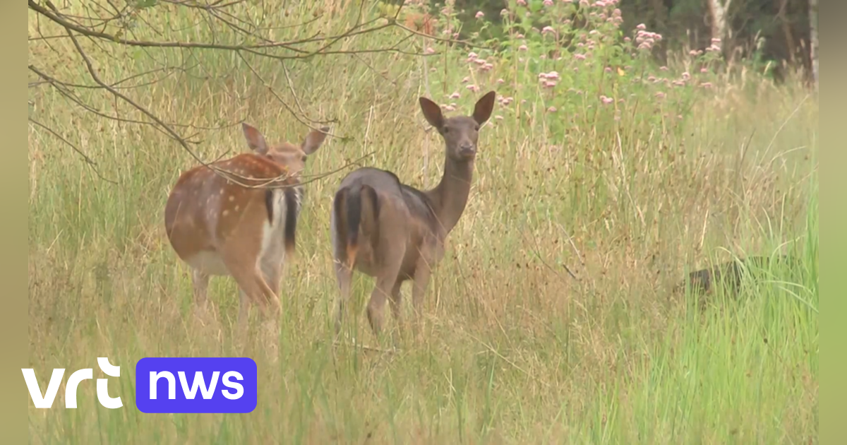 VIDEO Opgepast voor overstekend wild: reebokken nu actief op zoek naar ...