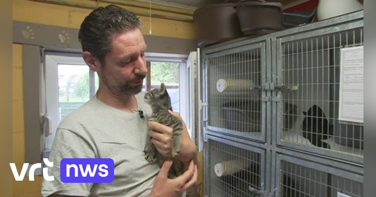 Dierenasielen kreunen onder toestroom van katten door niet-naleving van sterilisatieplicht | VRT ...