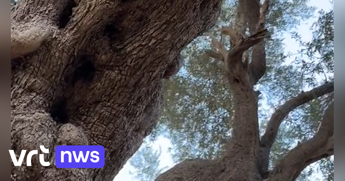 VIDEO Inge Vrancken bij oudste olijfboom ter wereld in Al-Walaja: "Boom ...