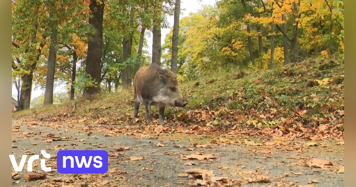 VIDEO Op de Citadel van Namen kent iedereen het everzwijn Marco, maar ...