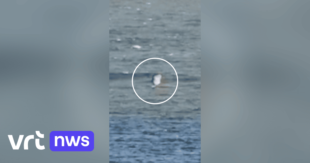 VIDEO Australische windsurfer overleeft aanval haai | VRT NWS Nieuws