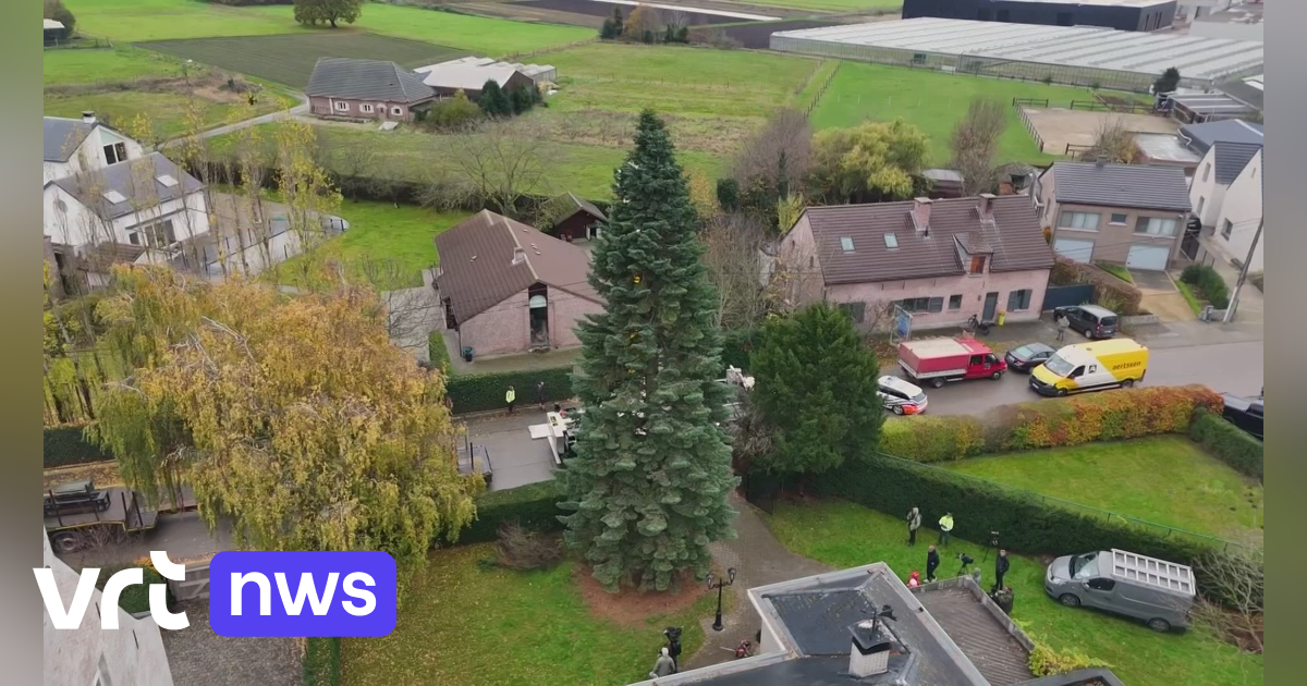 VIDEO Kerstboom voor Brusselse Grote Markt komt uit tuin van Magda: "Nu ...
