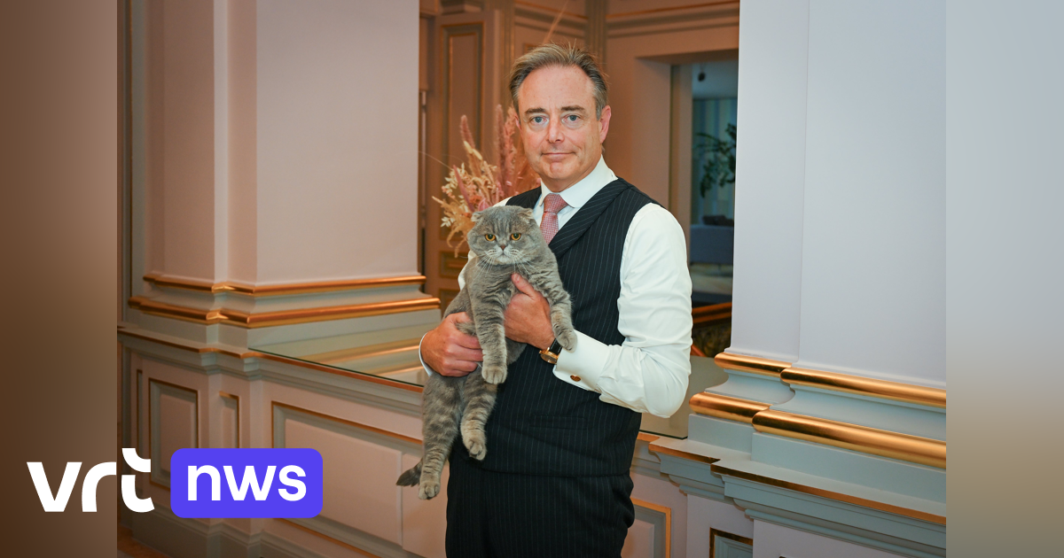 "Kat is buikspreker van de premier": wat is het succes van Maximus ...