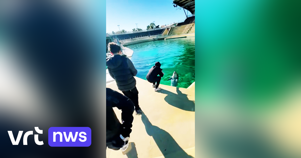"Oh la la, c'est magique!": jongeren gaan op pad in gesloten dolfinarium in Frankrijk | VRT NWS ...
