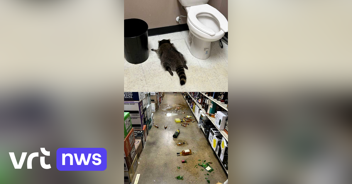 Dronken wasbeer in drankwinkel | VRT NWS: nieuws