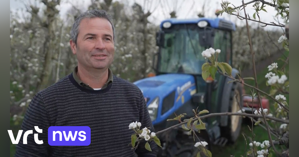 VIDEO Lentebloesems trekken massa's toeristen, maar fruittelers vragen ...