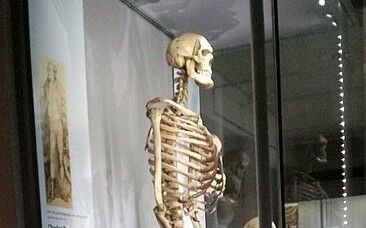 Skelet van "Ierse reus" verdwijnt na meer dan 200 jaar uit Londens ...