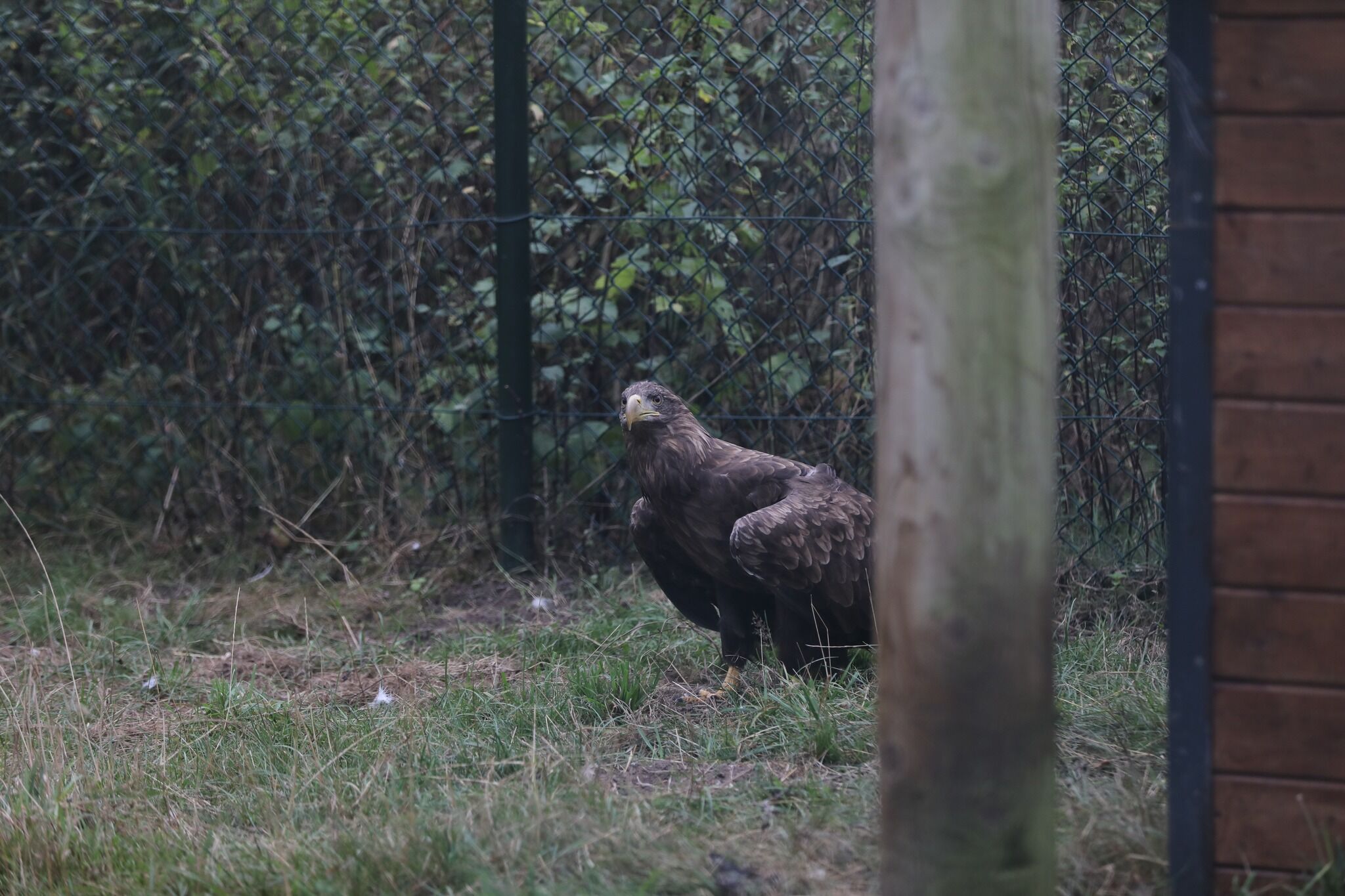 Arenden, gieren en wouwen opgevangen in Natuurhulpcentrum Opglabbeek na ...