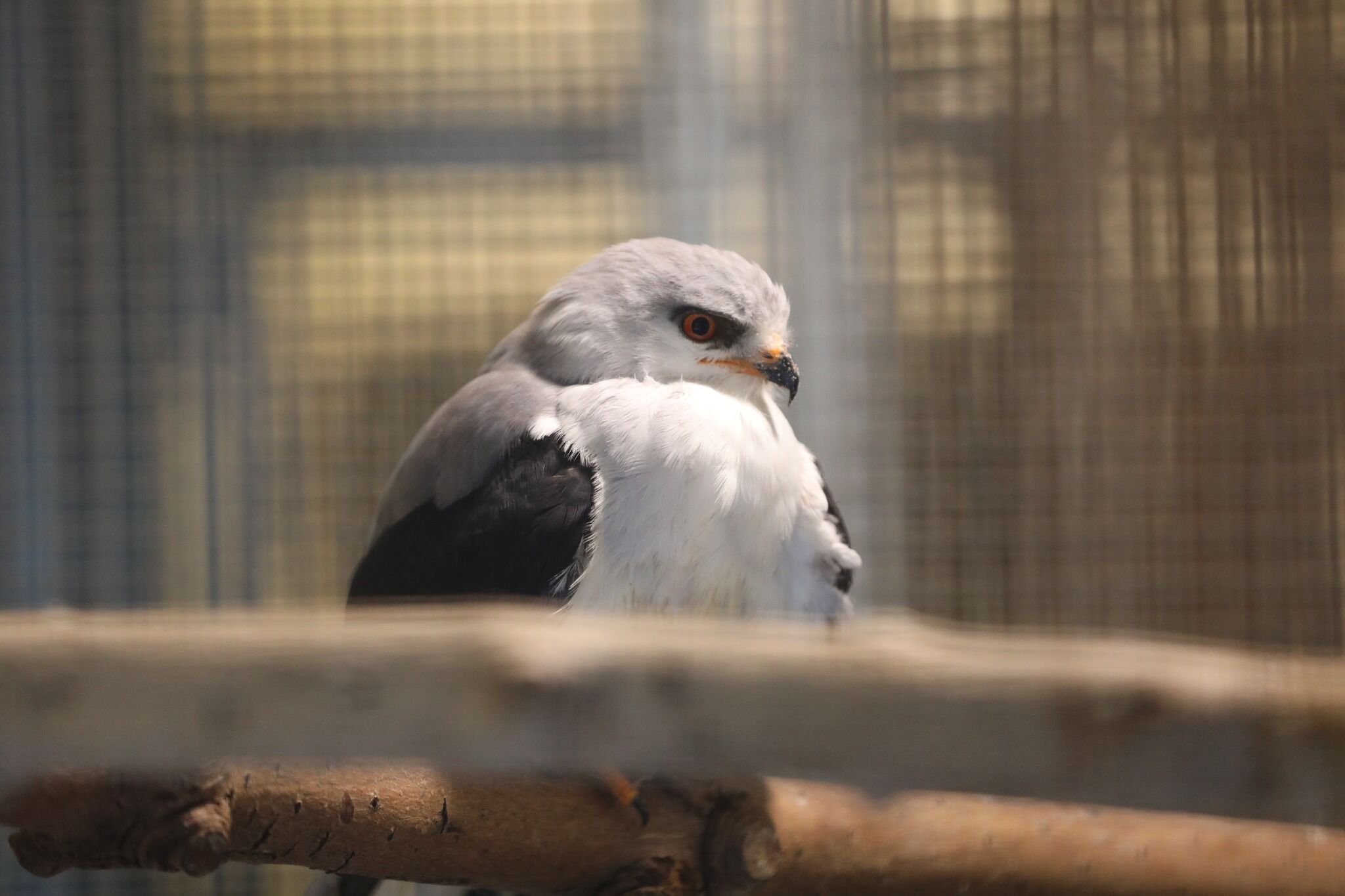 Arenden, gieren en wouwen opgevangen in Natuurhulpcentrum Opglabbeek na ...