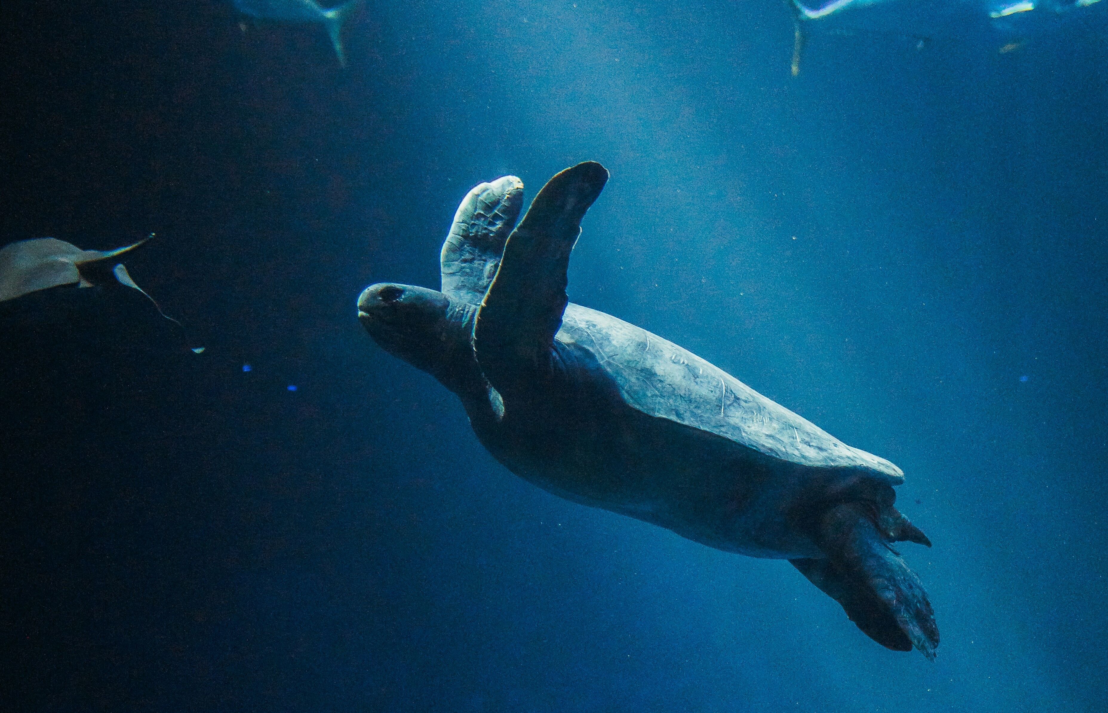 China waarschuwt voor 'spionageschildpadden' in Chinese wateren: "Ze ...