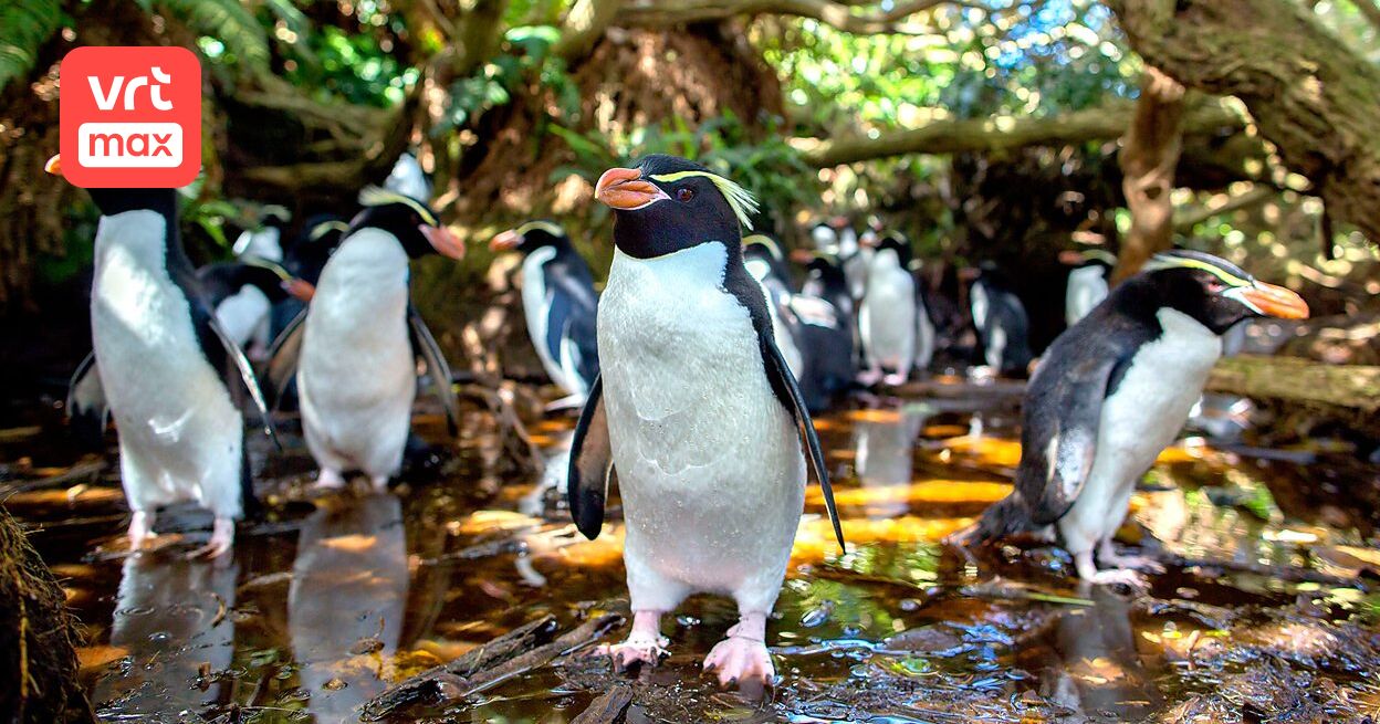 Wild New Zealand - Aflevering 3 (Seizoen 1) | VRT MAX