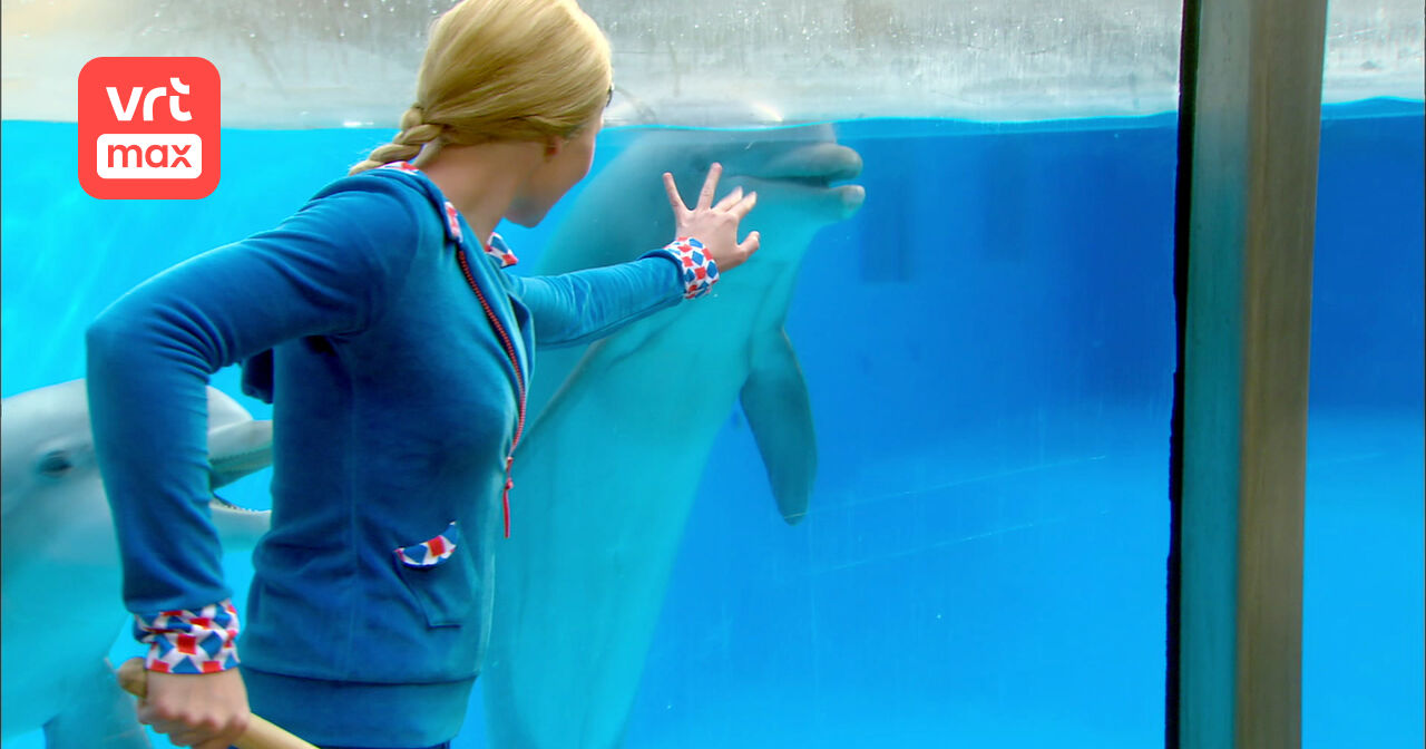 Mega Mindy en de dolfijnendiefstal | VRT MAX