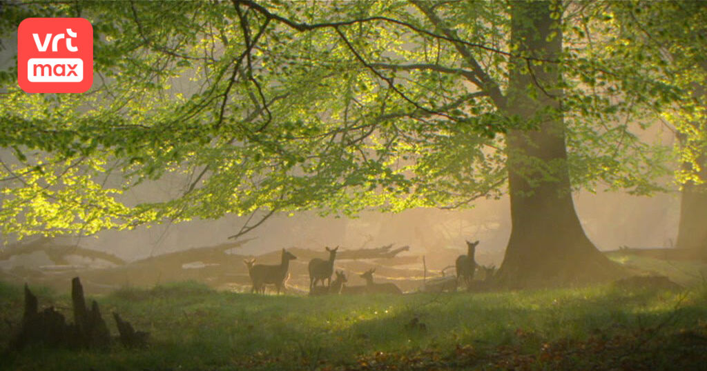 Bomen bedekken 4 miljard hectare van onze planeet - Kijk gratis online ...