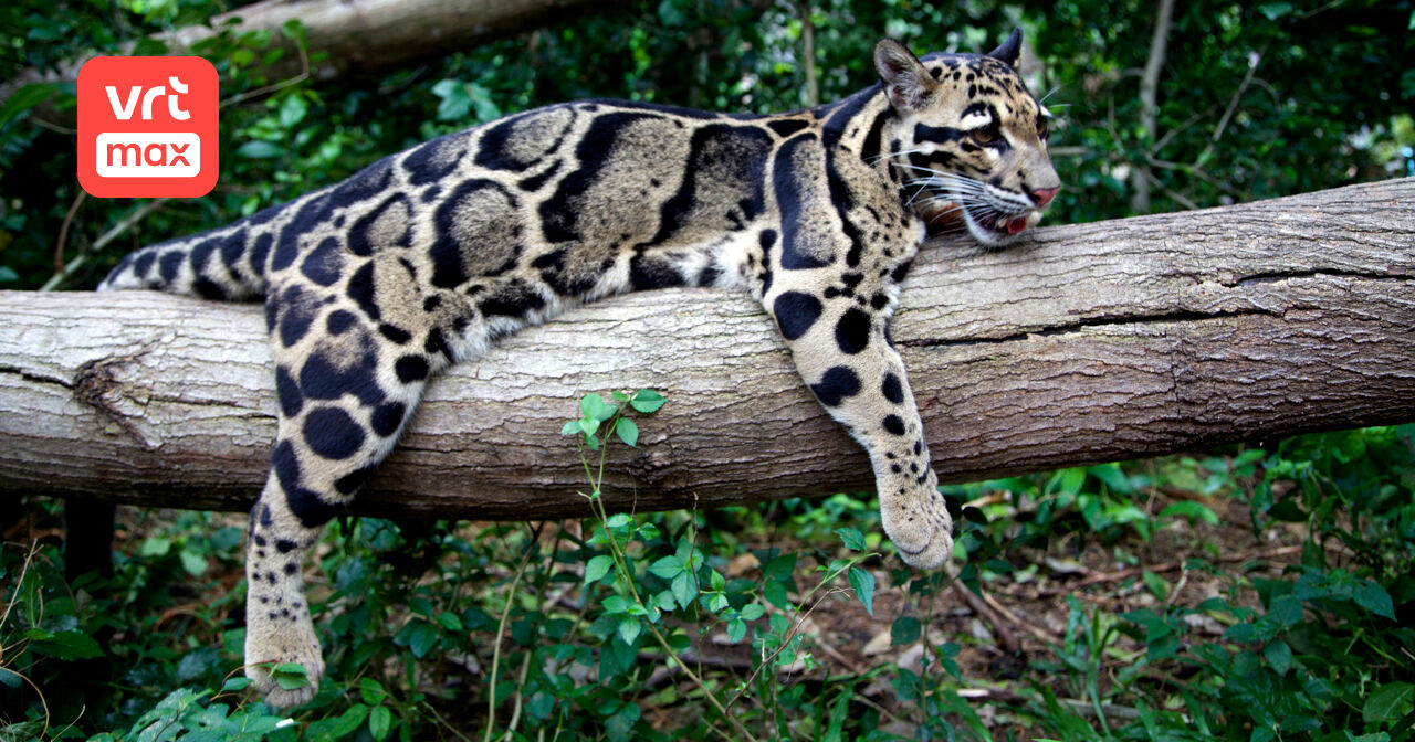 Extraordinary Animals | VRT MAX