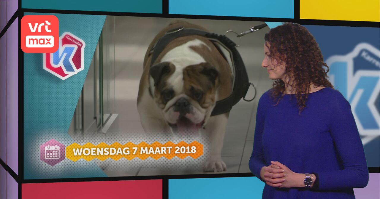 Karrewiet met VGT - | VRT MAX