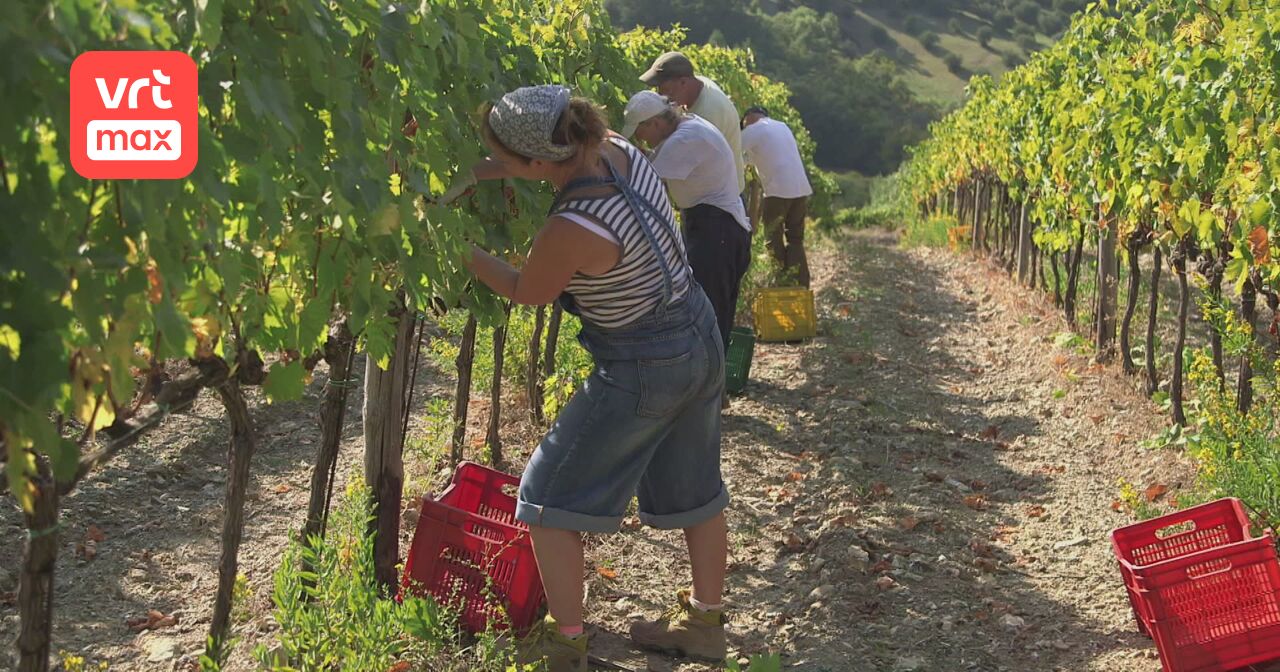 Second Chance Summer - 2 (1) | VRT MAX