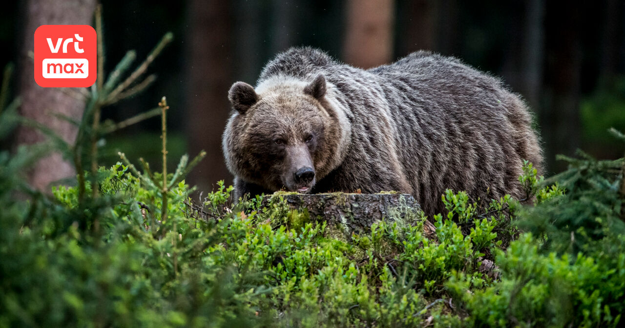 De verbazingwekkende fauna en flora van Slovakije - Kijk gratis online ...