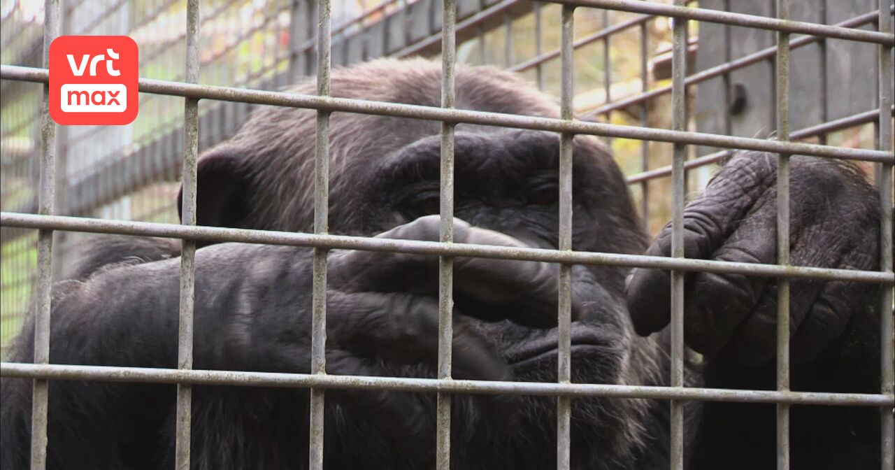 Rhys Jones's Wildlife Patrol - Aflevering 4 (Seizoen 2) | VRT MAX