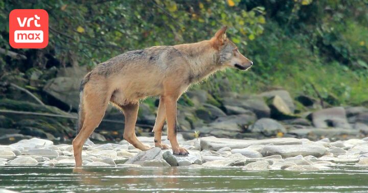 The wolf mountains | VRT MAX