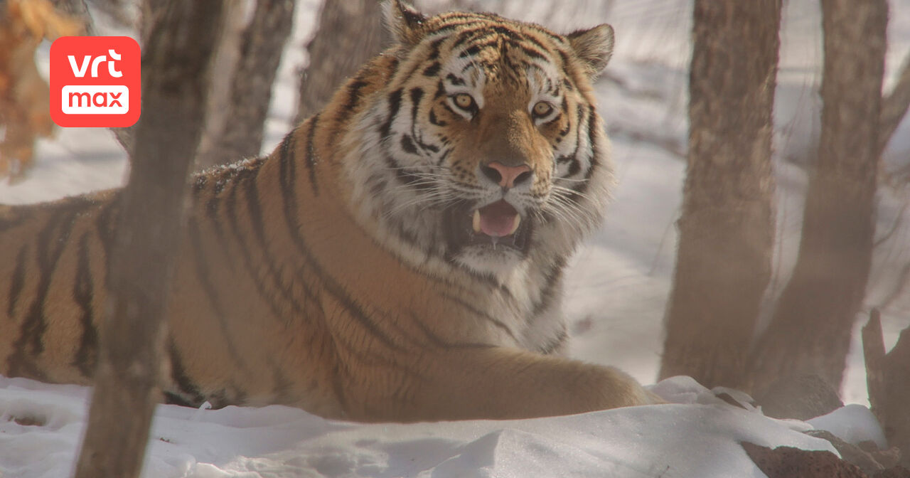 Big Five of Asia: the Amur tiger - lord of the Taiga | VRT MAX