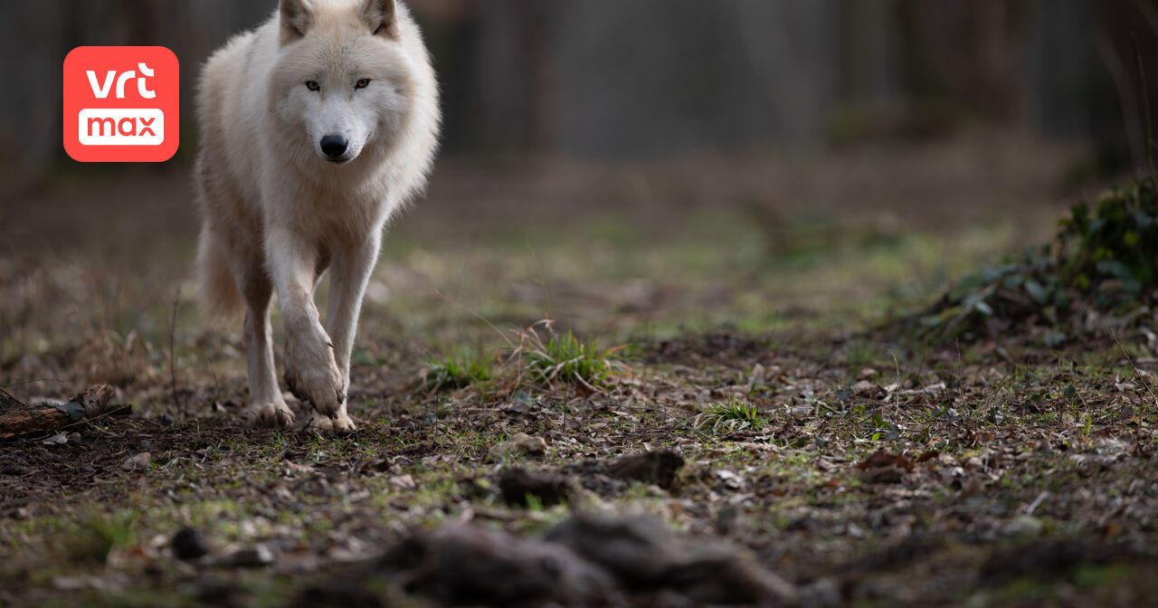 HAN: human animals nature - Aflevering 2 (Seizoen 1) | VRT MAX