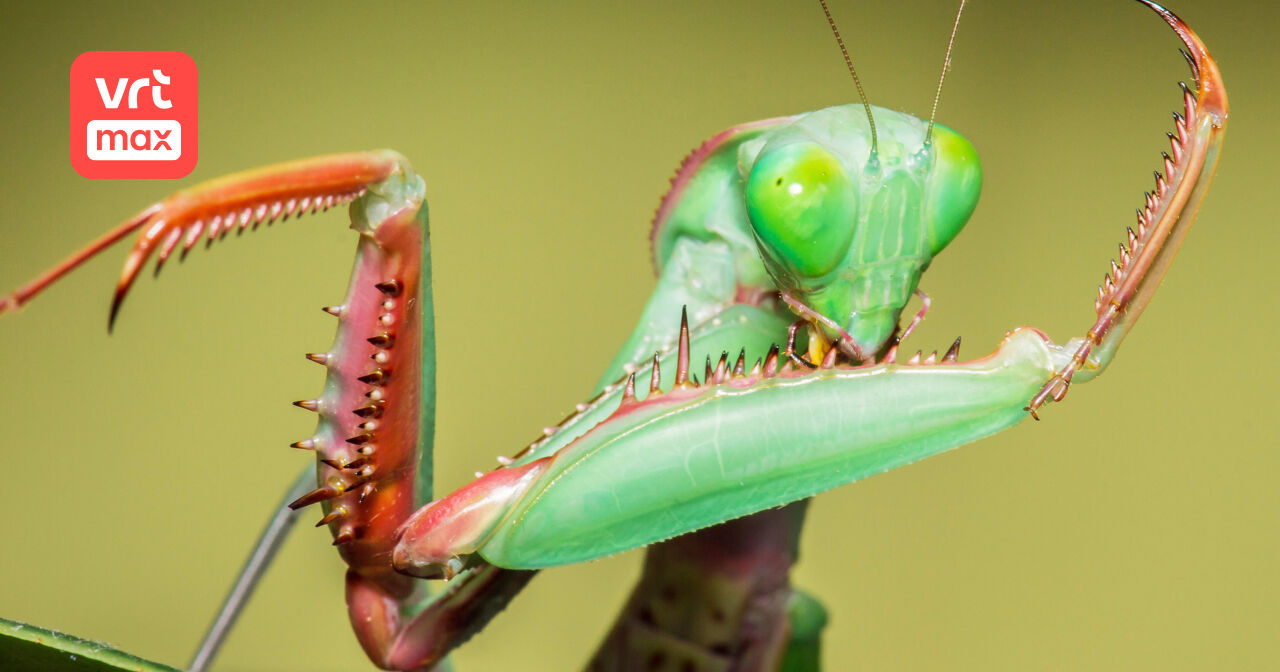 Mantises - masters of deception | VRT MAX