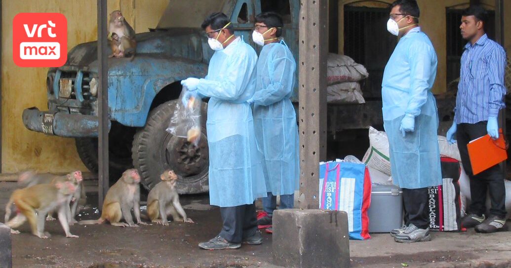 Virus hunters | VRT MAX