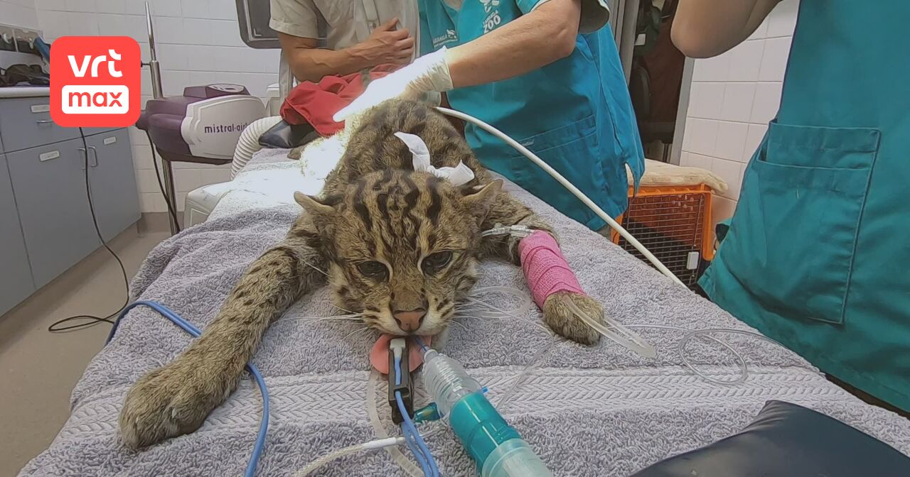 Inside Taronga Zoo - Aflevering 8 (Seizoen 1) | VRT MAX