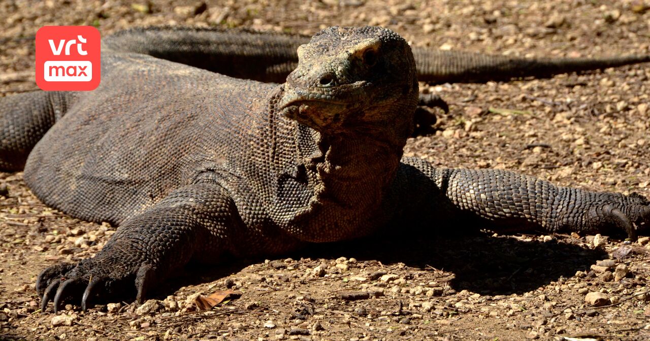 Het leven van de komodovaraan is een en al avontuur - Kijk gratis ...
