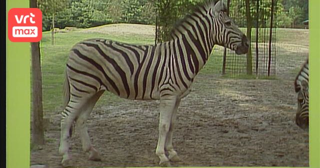 Tik Tak - Aflevering 18 (Seizoen 1981) | VRT MAX