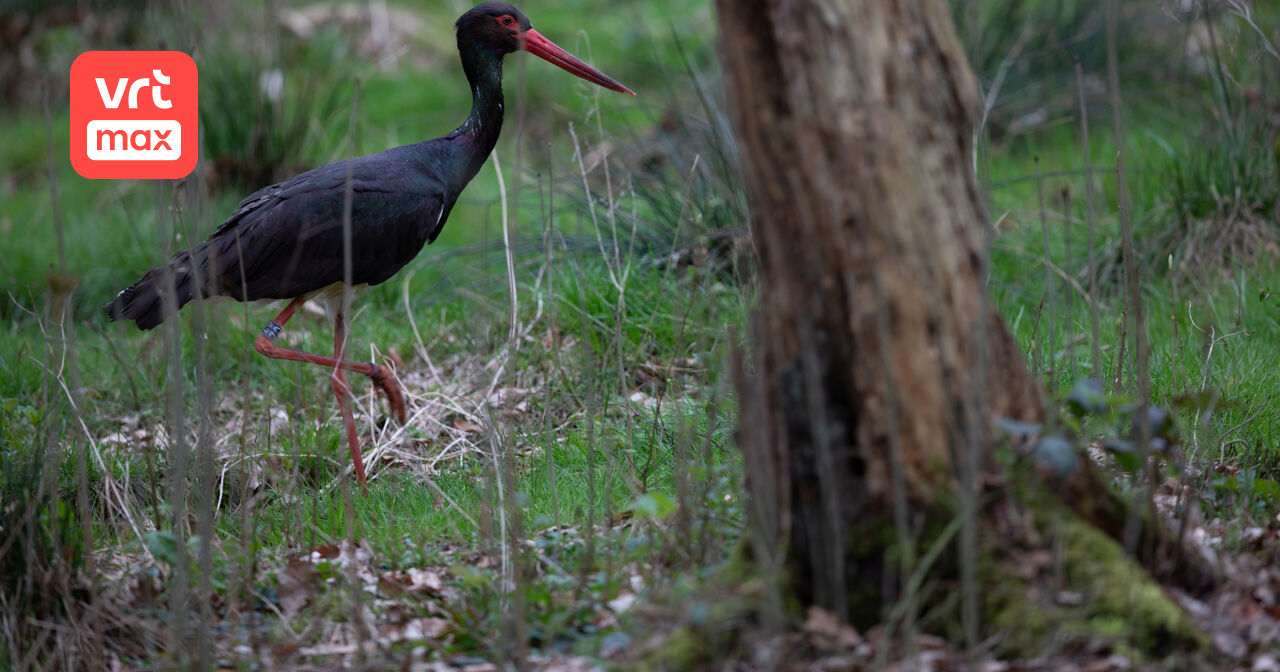 HAN: human animals nature - Aflevering 5 (Seizoen 2) | VRT MAX