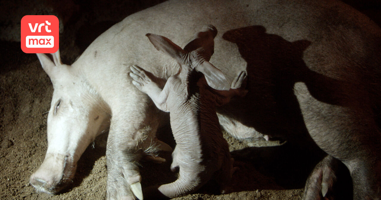 Africa's wild Roommates | VRT MAX